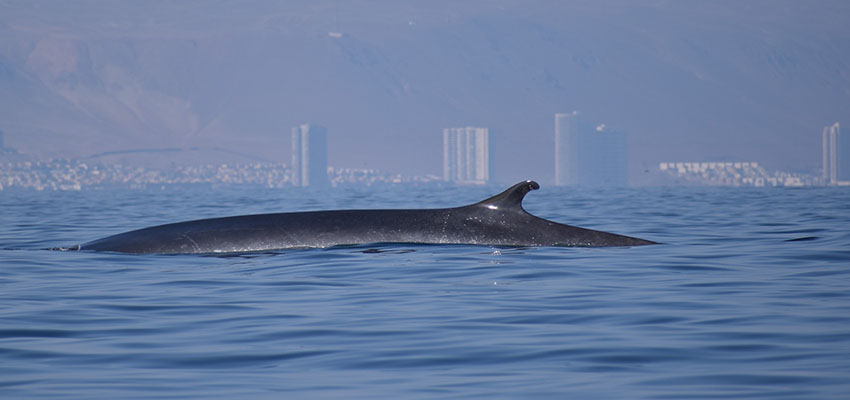 Desarrollan primer catálogo de foto identificación de ballenas de aleta en la región de ...