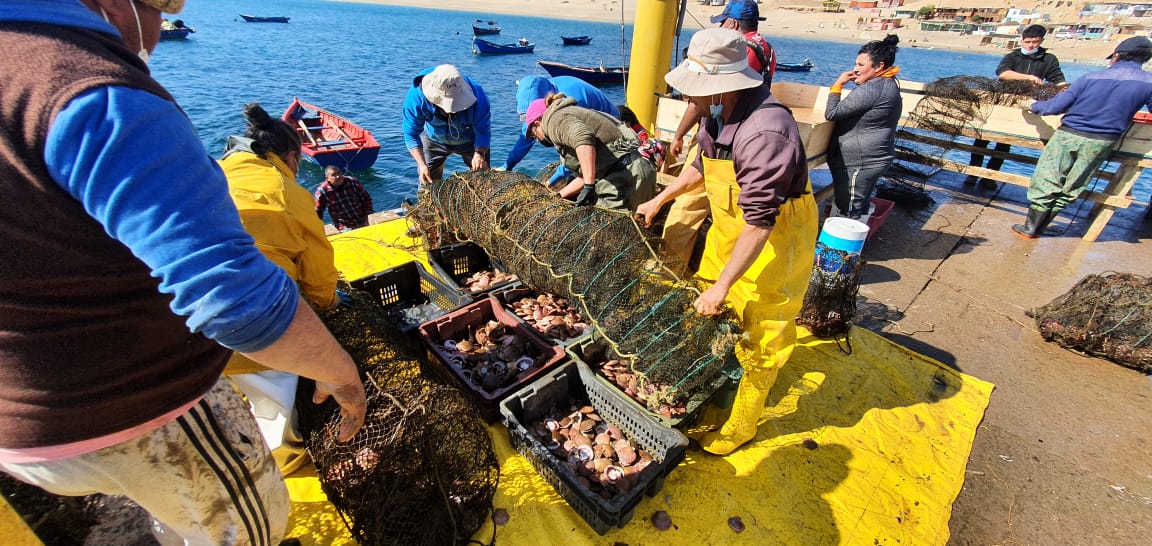 Pescadores de Caleta Cifuncho logran primera cosecha de ostiones y ...
